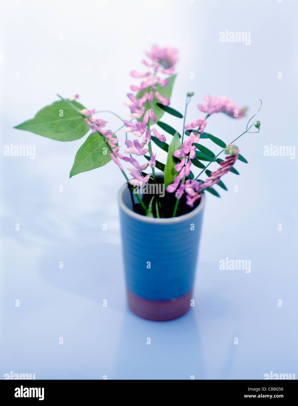 Vetch flowers hi-res stock photography and images - Alamy