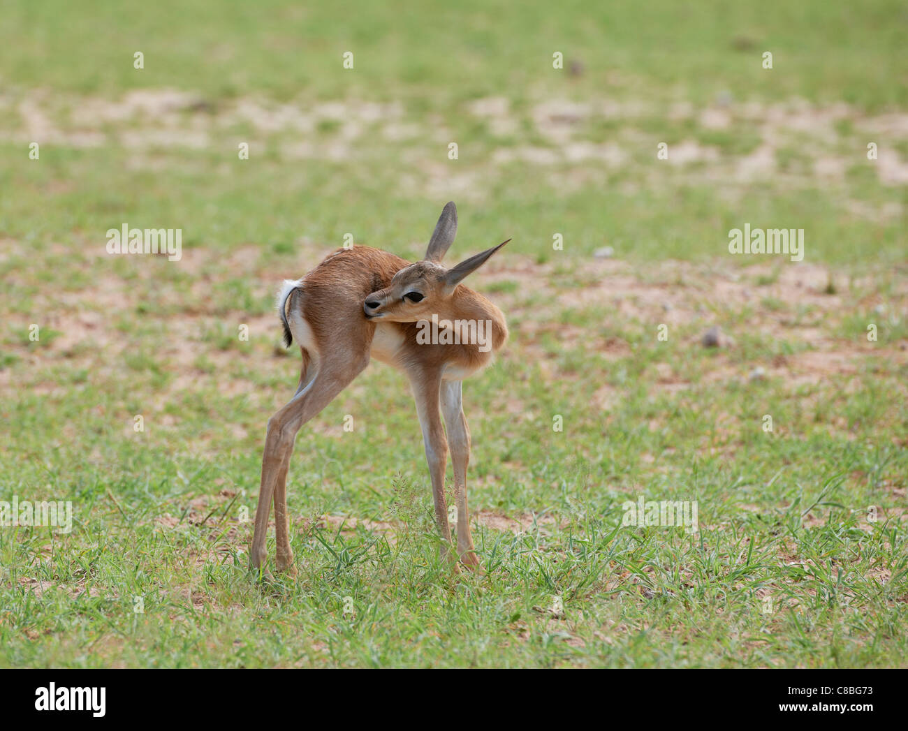 newborn Springbok, Antidorcas marsupialis, Kgalagadi Transfrontier Park ...