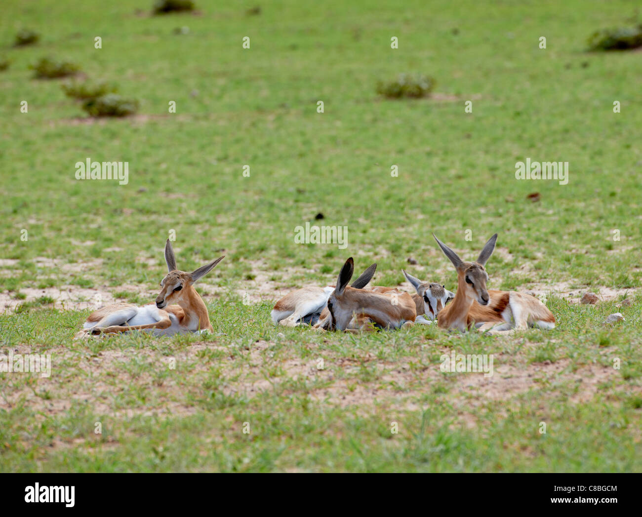 newborn Springbok, Antidorcas marsupialis, Kgalagadi Transfrontier Park ...