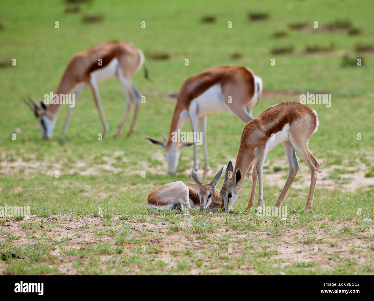 newborn Springbok, Antidorcas marsupialis, Kgalagadi Transfrontier Park ...