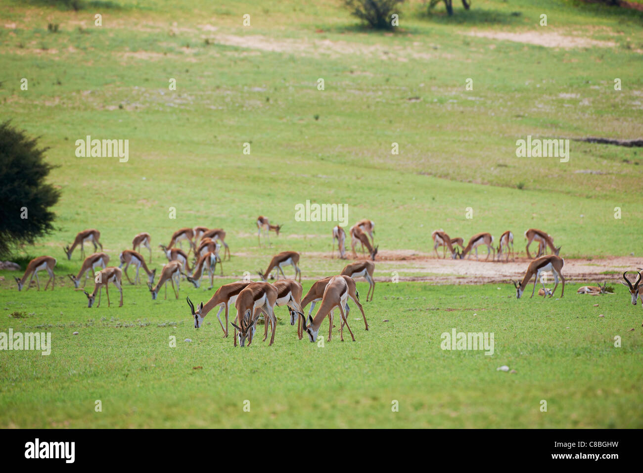 big herd of Springbok, Antidorcas marsupialis, Kgalagadi Transfrontier ...