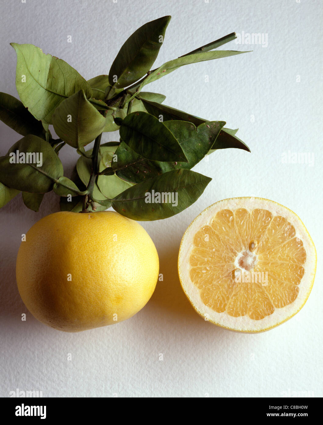 White grapefruit with leaves Stock Photo - Alamy
