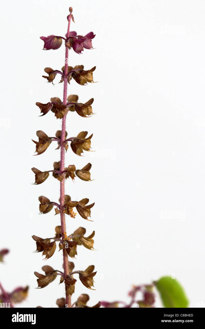 Krishna tulasi hi-res stock photography and images - Alamy