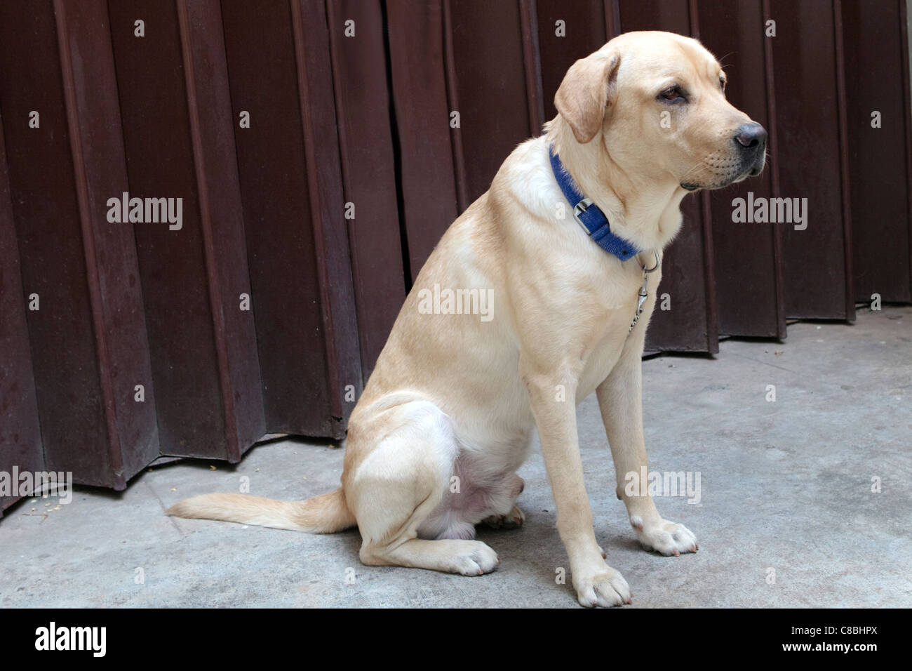 Labrador Retriever sitting Stock Photo - Alamy
