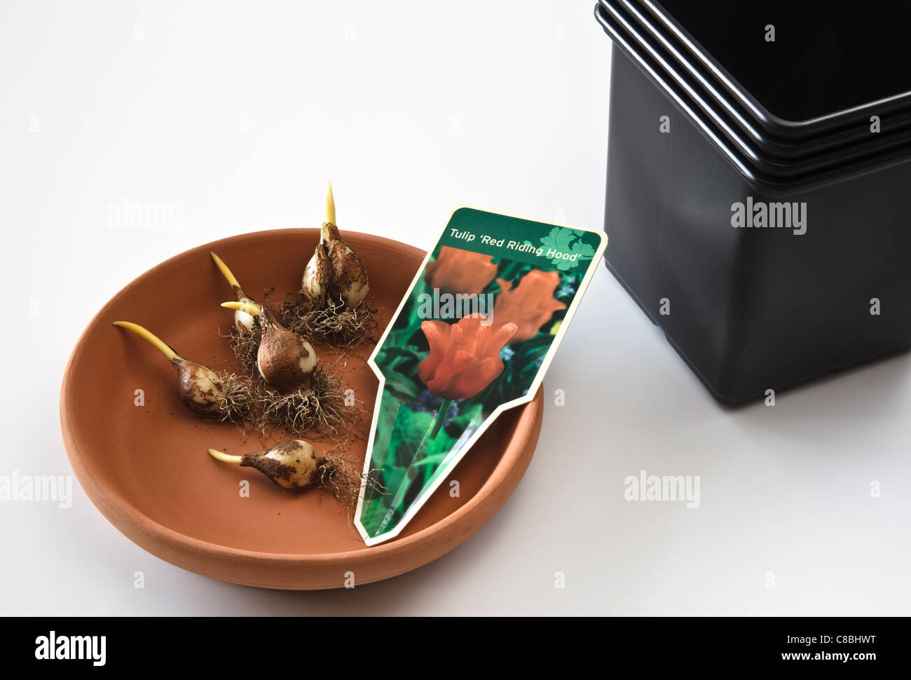 Small Dwarf Tulip bulbs Stock Photo - Alamy