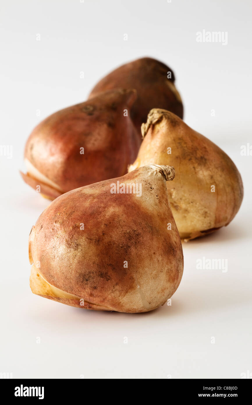 Perennials bulbs hi-res stock photography and images - Alamy