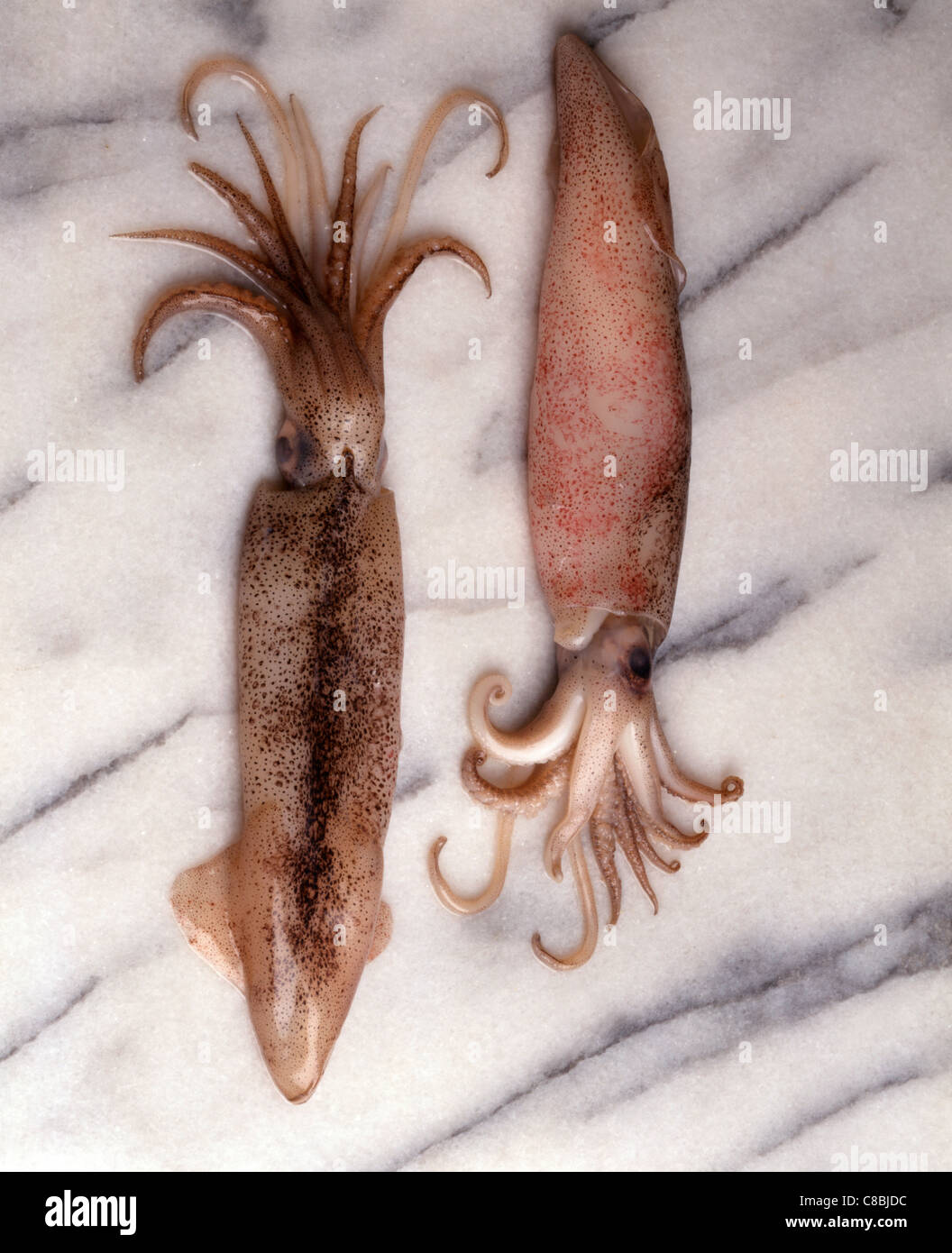 Chipiron hi-res stock photography and images - Alamy