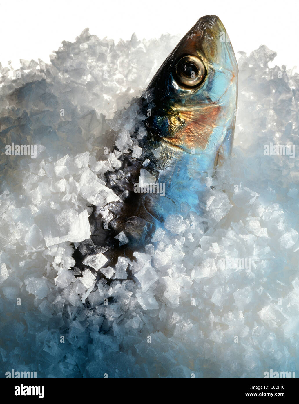 Sel fish hi-res stock photography and images - Alamy