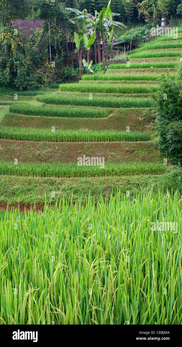 Rice terraces in Sapa Valley, Vietnam. Focus on the rice plants in the ...