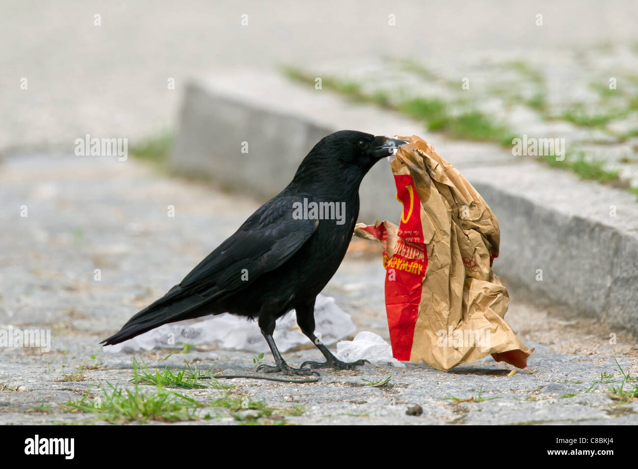 Birds eating garbage hi-res stock photography and images - Alamy