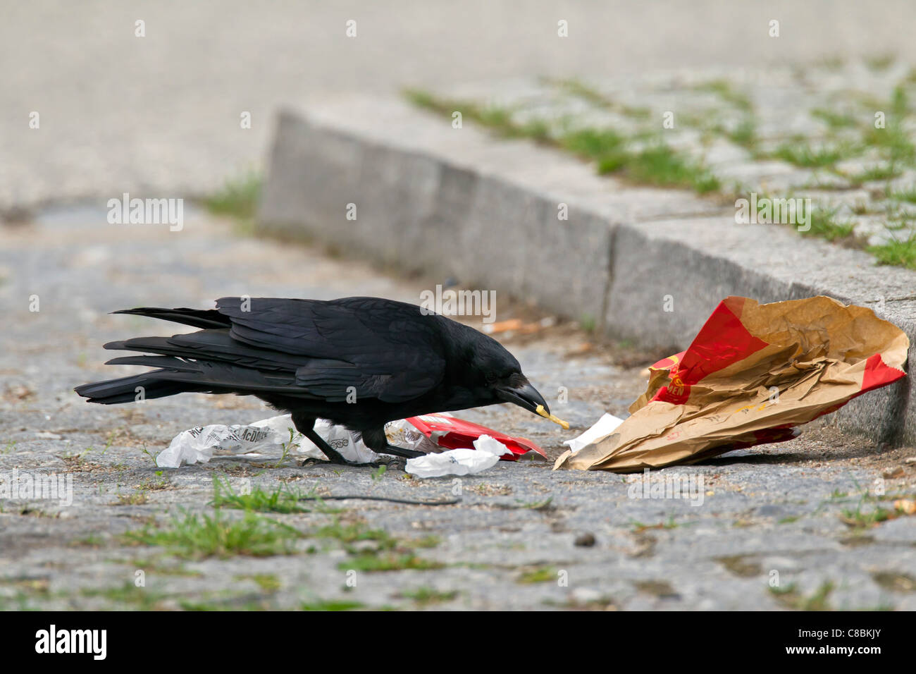 Bird eating garbage hi-res stock photography and images - Alamy