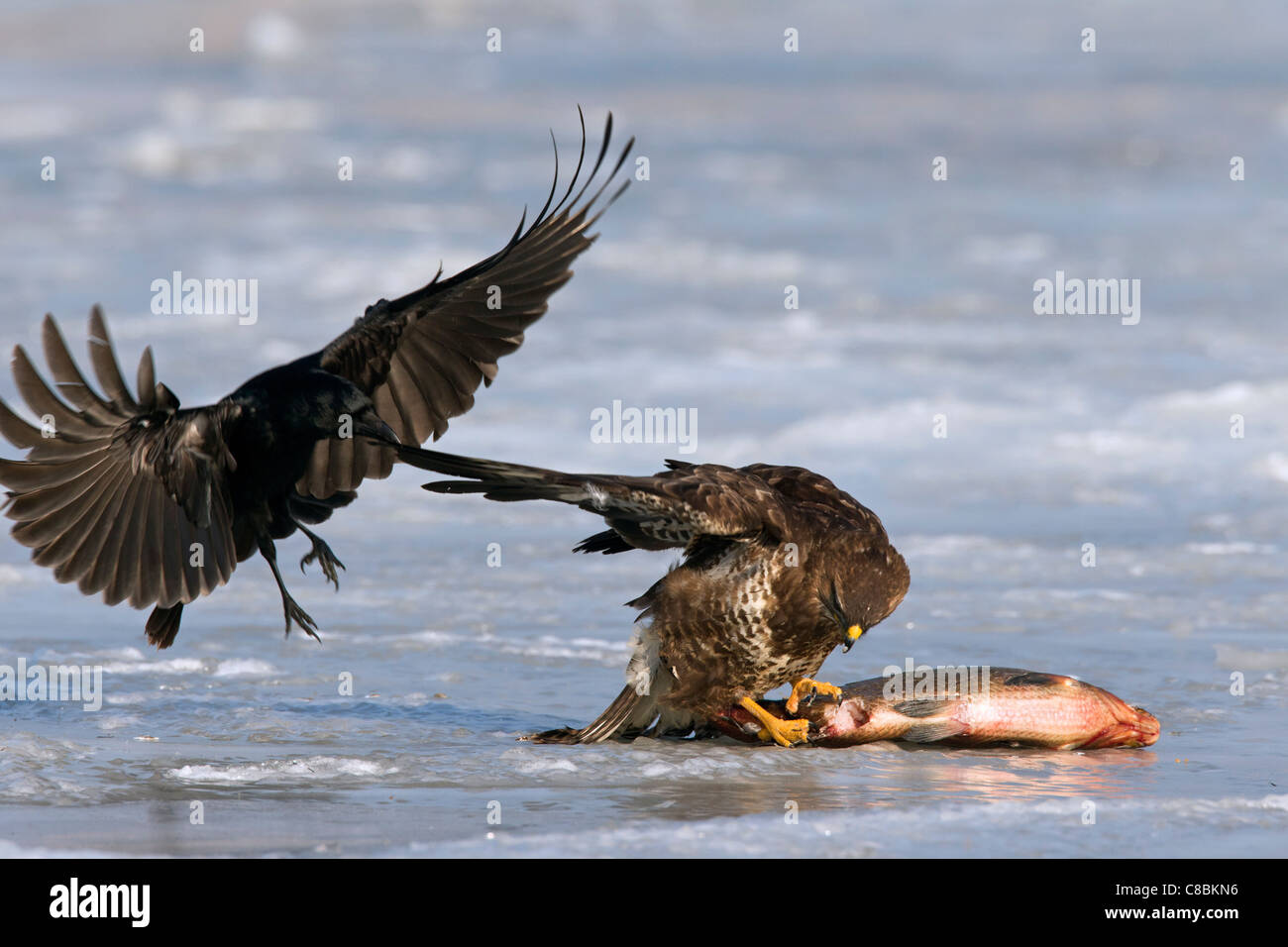 Crow attack hi-res stock photography and images - Alamy