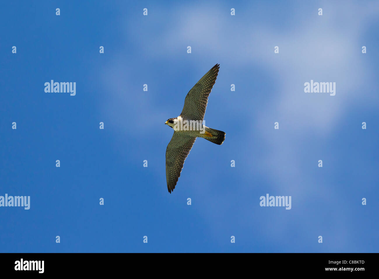 Peregrine Falcon (Falco peregrinus) in flight, Germany Stock Photo - Alamy