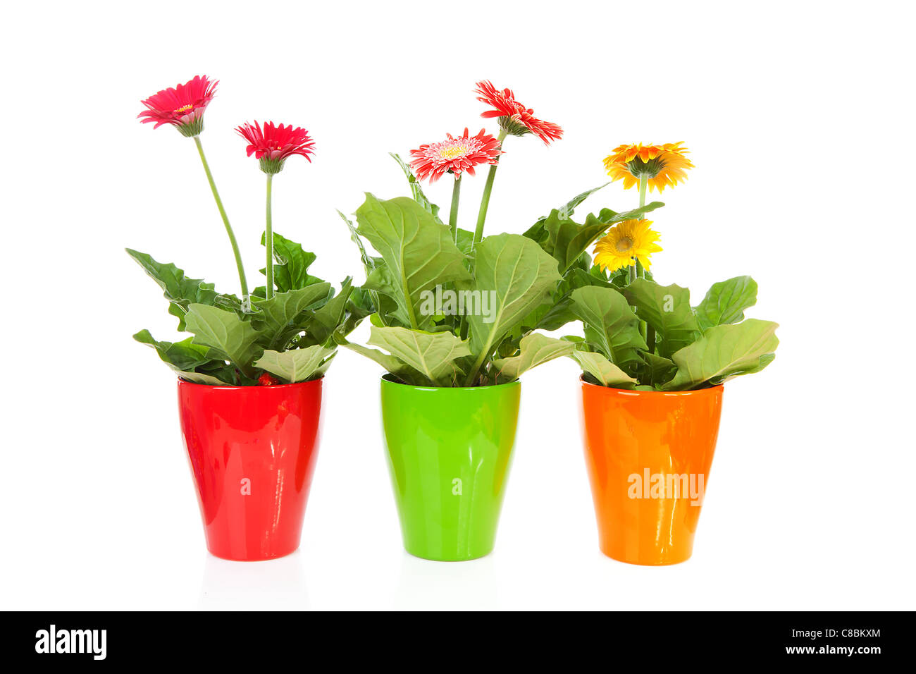 Colorful gerber plants in hi-res stock photography and images - Alamy