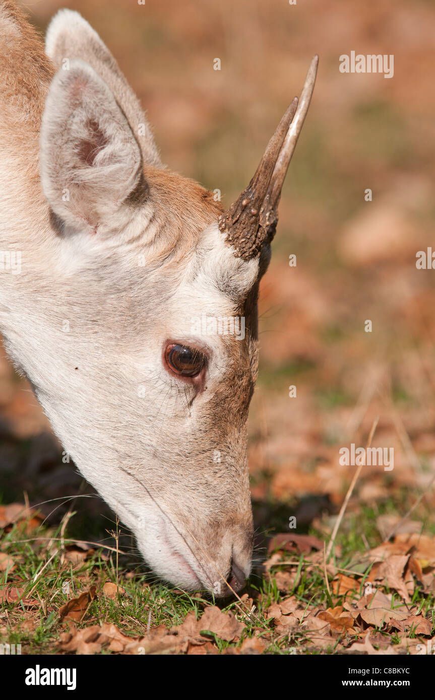 Fawn Head High Resolution Stock Photography and Images - Alamy