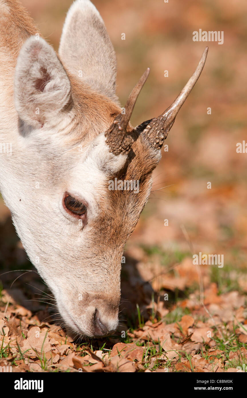 Fawn Head High Resolution Stock Photography and Images - Alamy