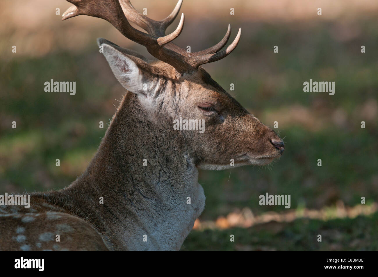 Male Fallow Deer (buck) in parkland, England, UK Stock Photo - Alamy