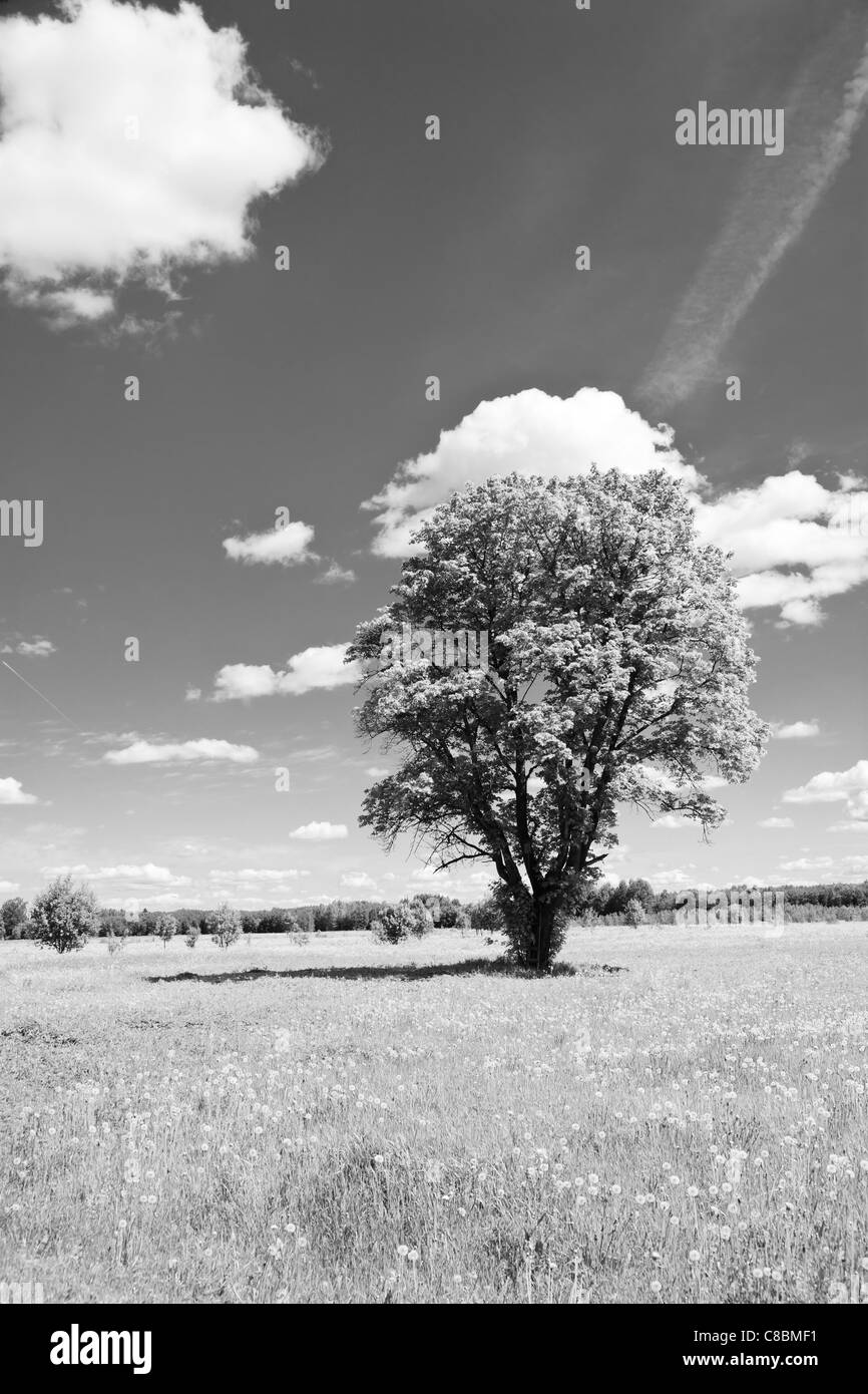 Cloud maple Black and White Stock Photos & Images - Alamy