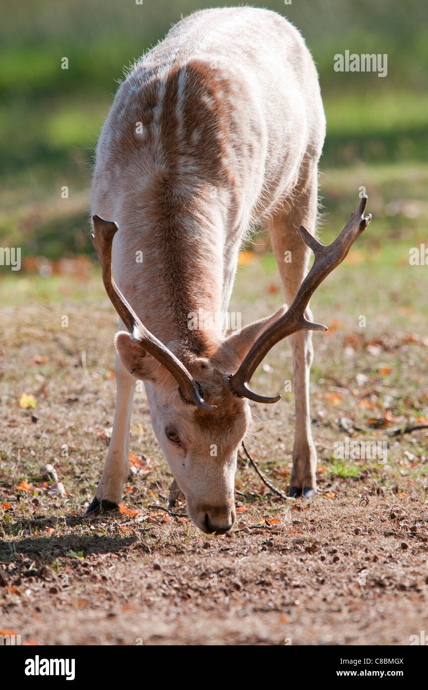 Male Fallow Deer (buck) in parkland, England, UK Stock Photo - Alamy