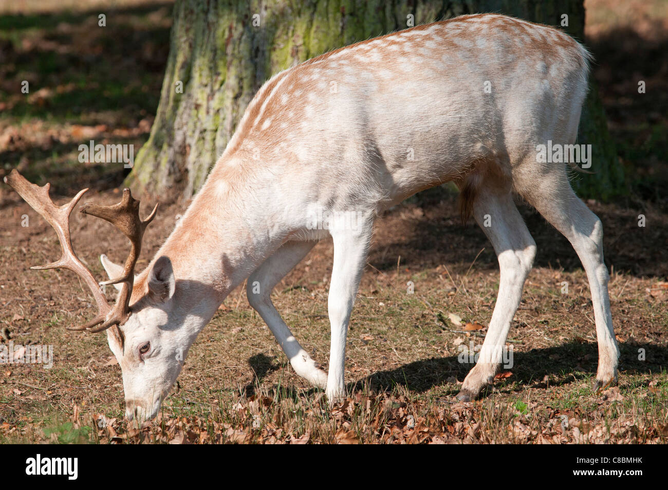 Male Fallow Deer (buck) in parkland, England, UK Stock Photo - Alamy