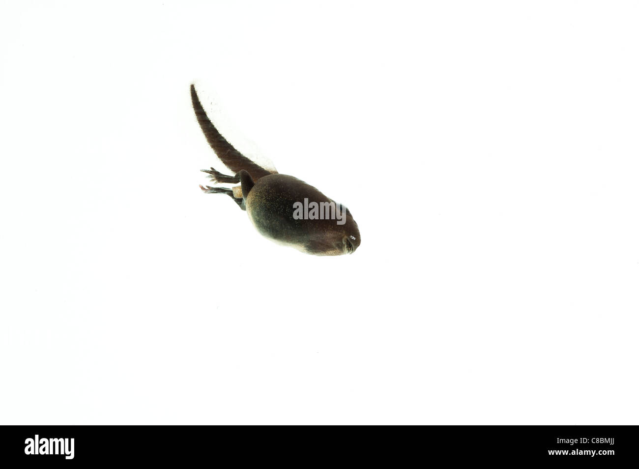 Tadpole hi-res stock photography and images - Alamy
