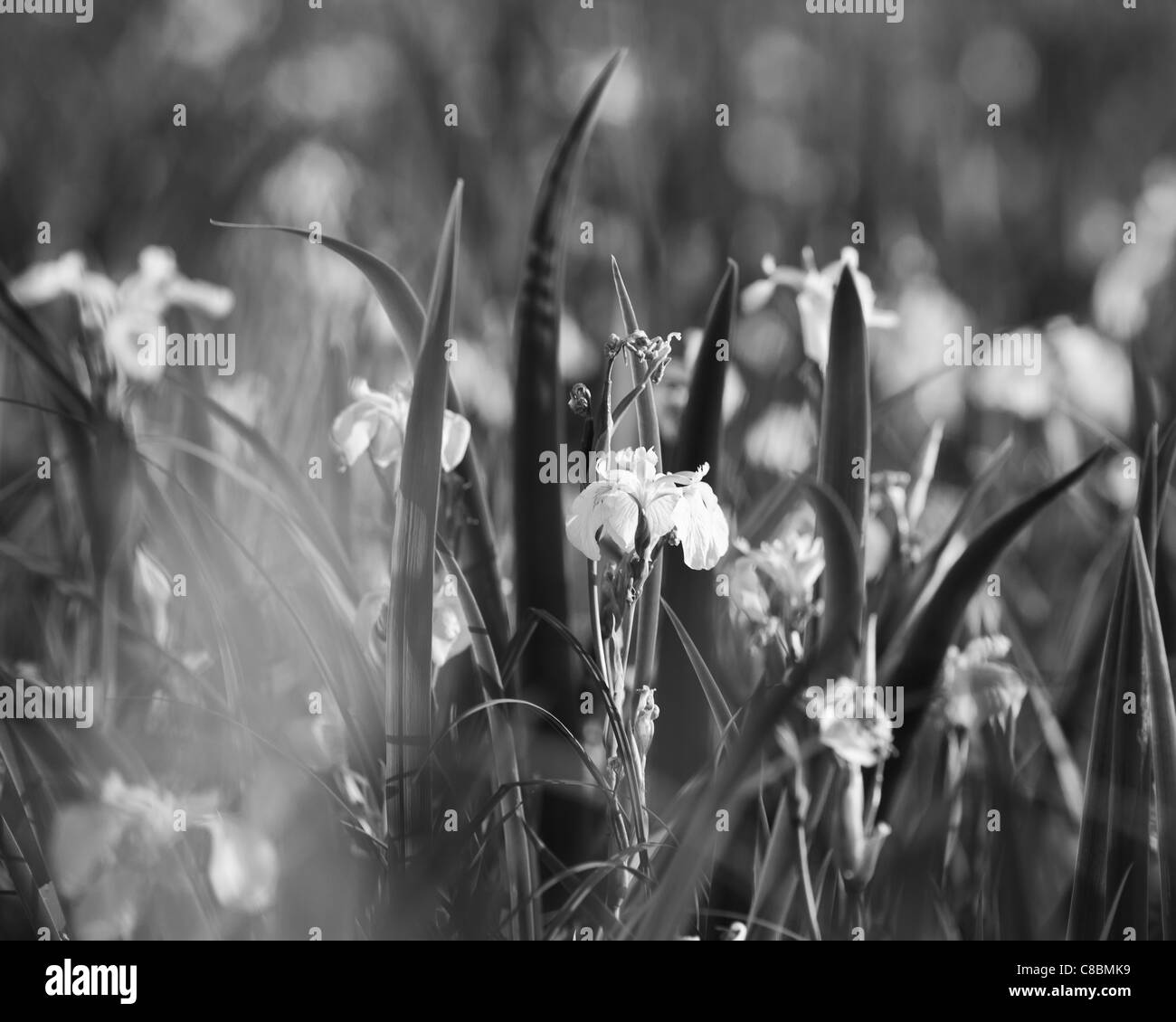 Iris group Black and White Stock Photos & Images - Alamy
