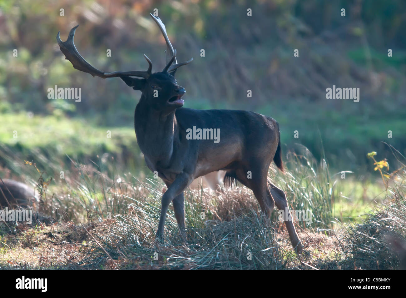 Male Red Deer Stag bellow's during the rutting season in parkland ...