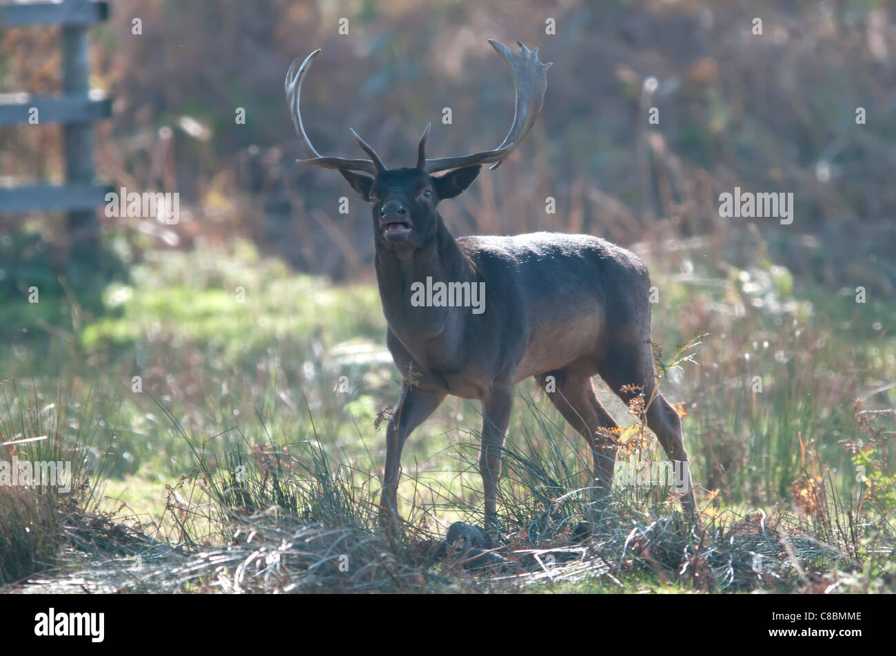 Male Red Deer Stag bellow's during the rutting season in parkland ...