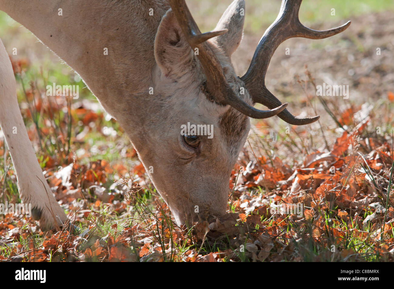 Male Fallow Deer (buck) in parkland, England, UK Stock Photo - Alamy