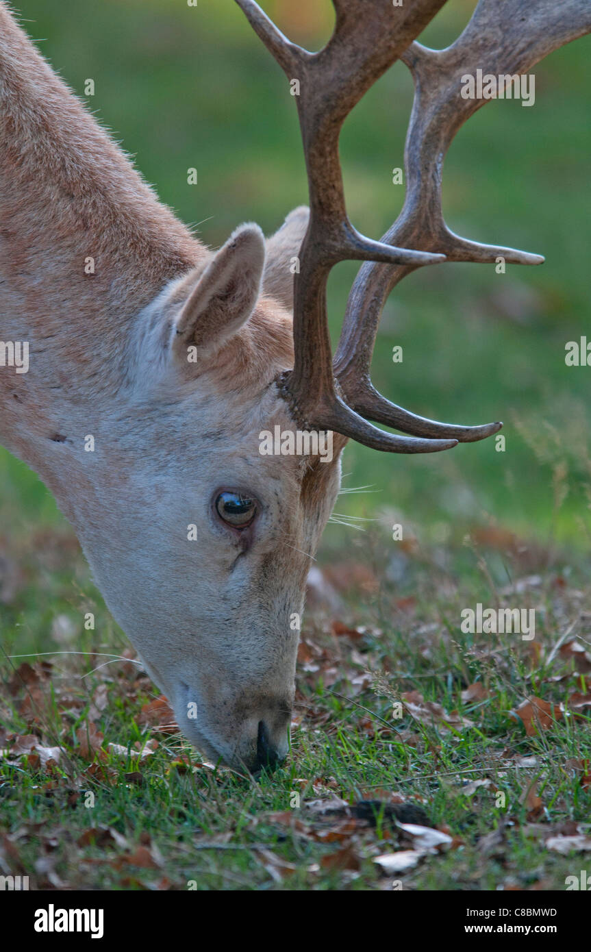 Male Fallow Deer (buck) in parkland, England, UK Stock Photo - Alamy