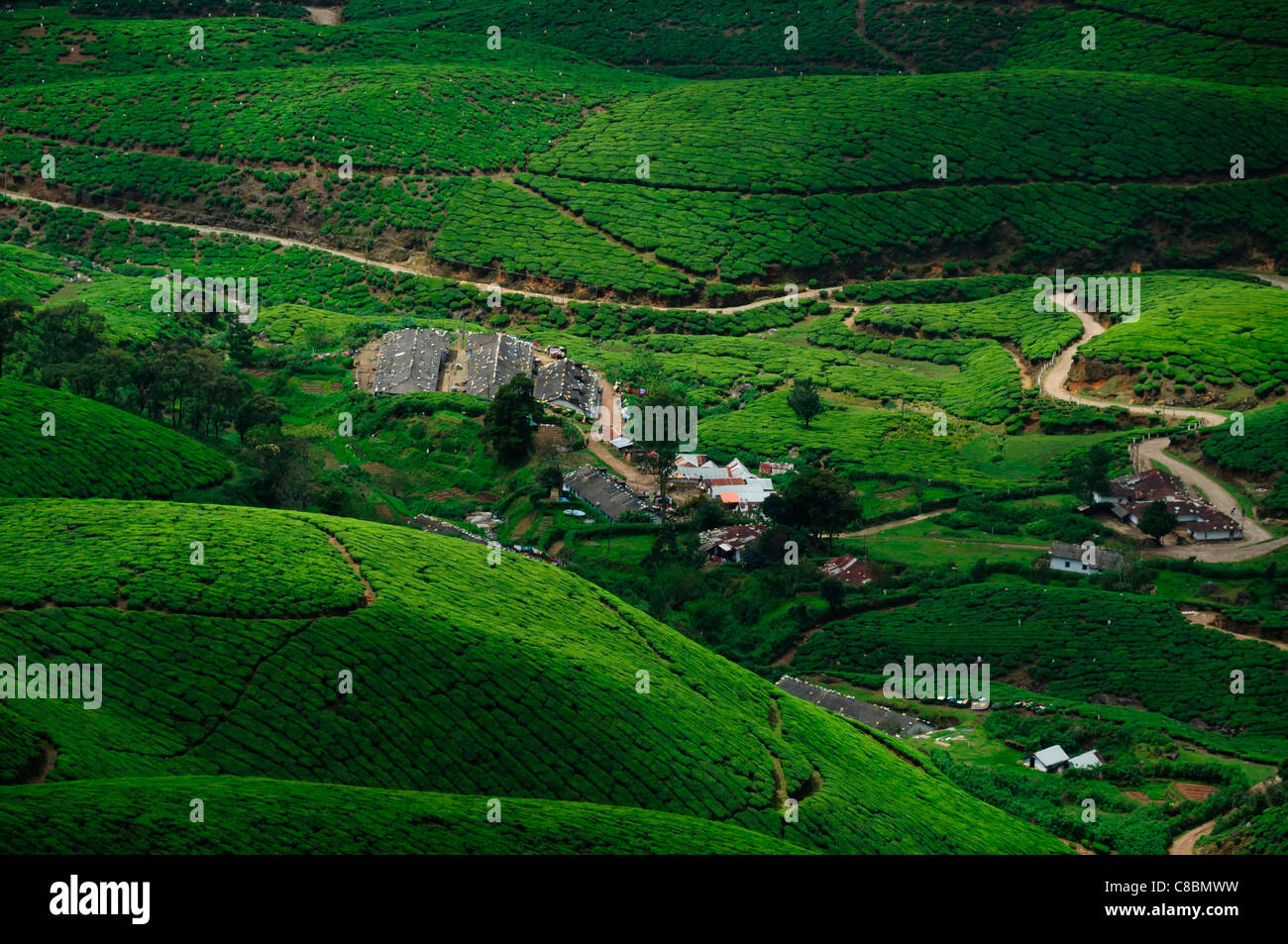 Indian tea estate hi-res stock photography and images - Alamy