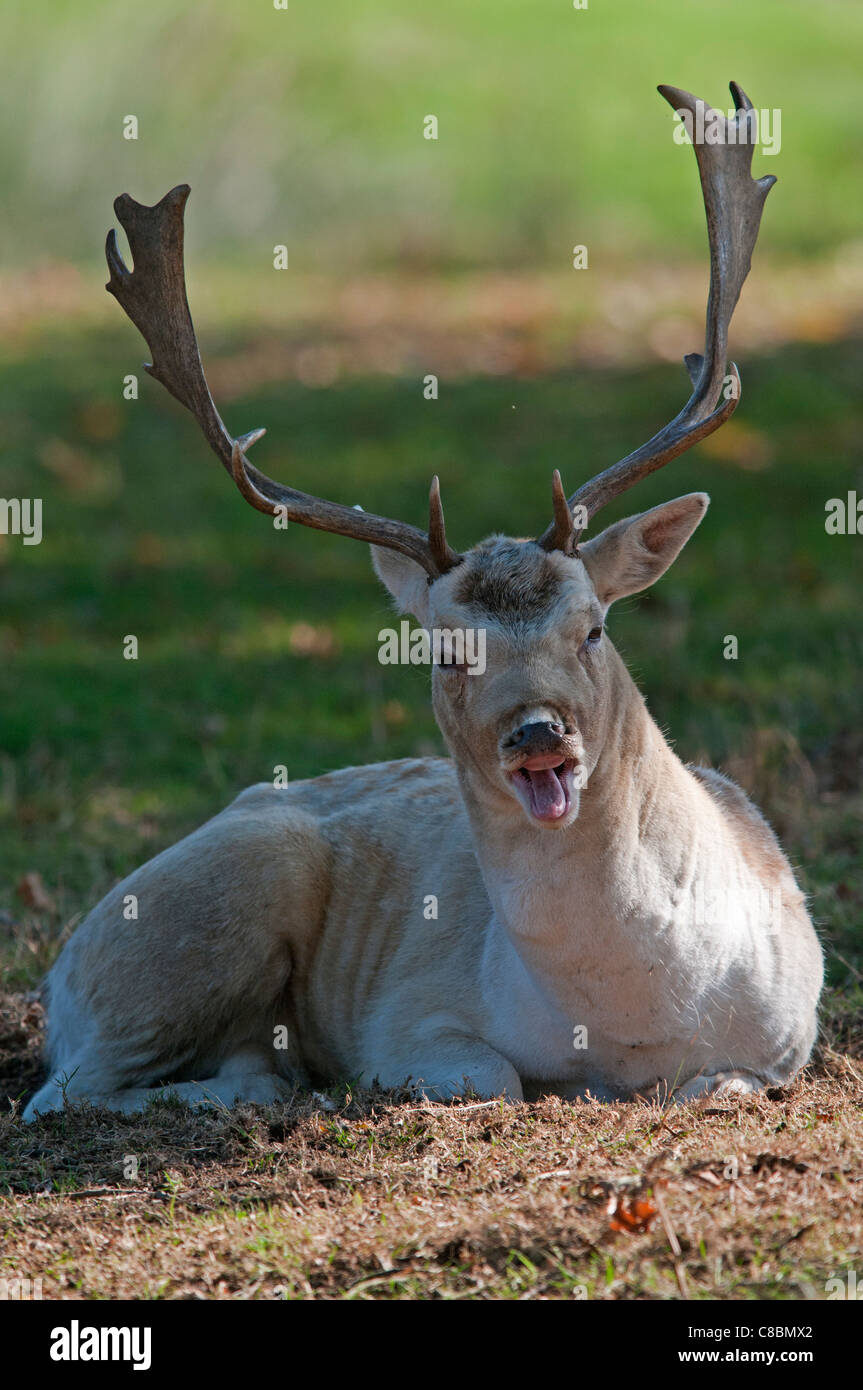 Male Fallow Deer (buck) in parkland, England, UK Stock Photo - Alamy