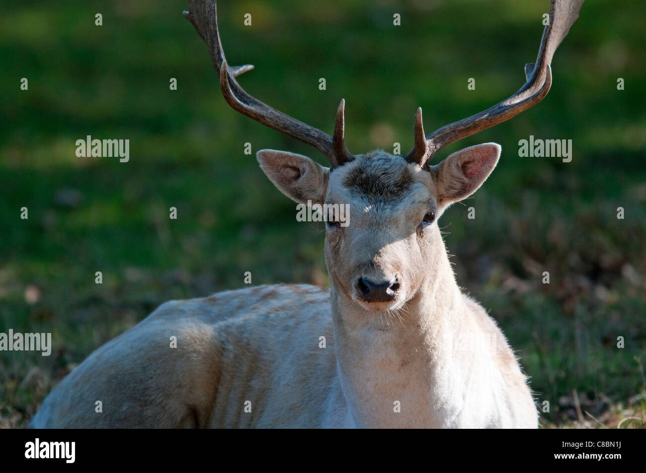 Male Fallow Deer (buck) in parkland, England, UK Stock Photo - Alamy