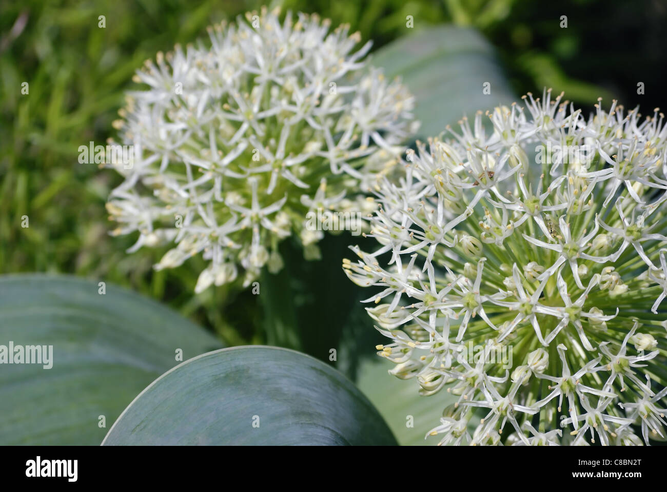 beautiful flower allium. nature closeup Stock Photo - Alamy