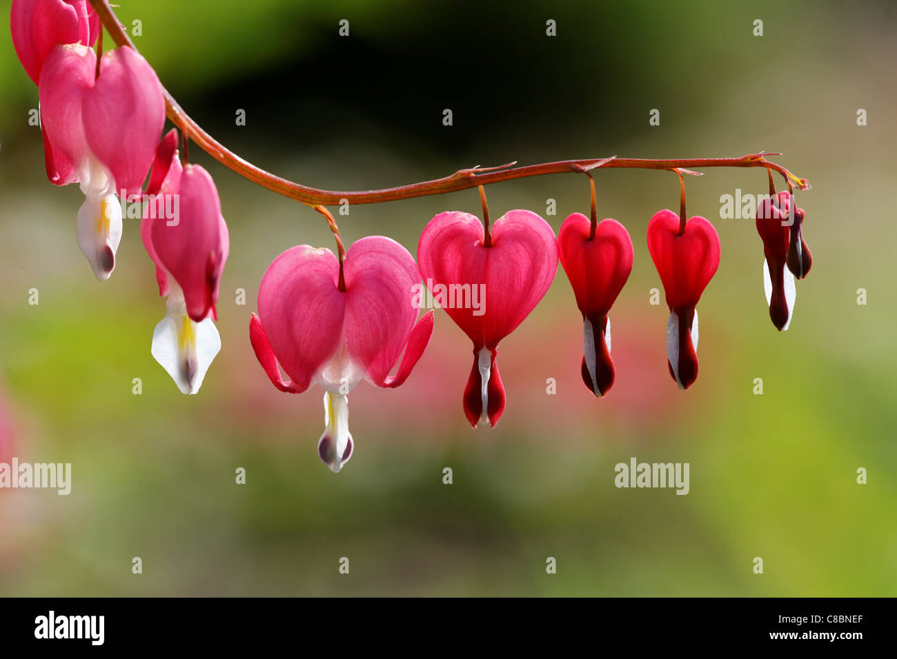 Droopy purple flowers hi-res stock photography and images - Alamy