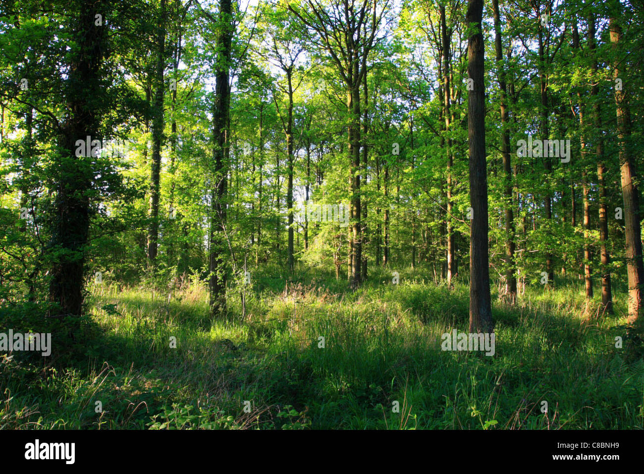 Deciduous woodlands of Chaddesley Woods, Worcestershire, England ...