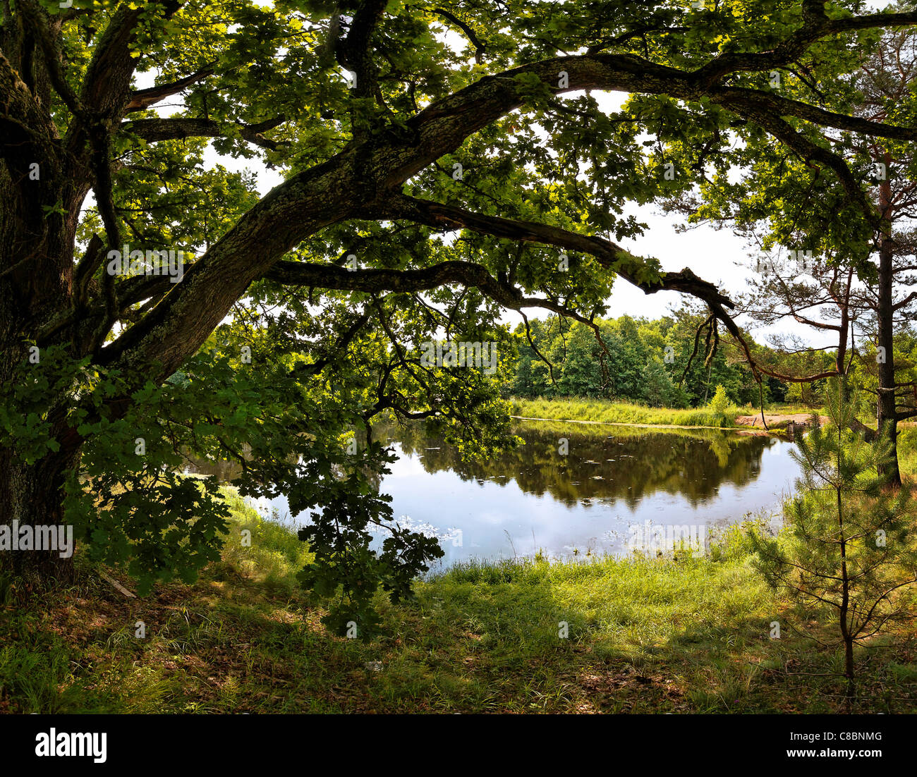 Branchy branchy branchy branchy woods hi-res stock photography and ...