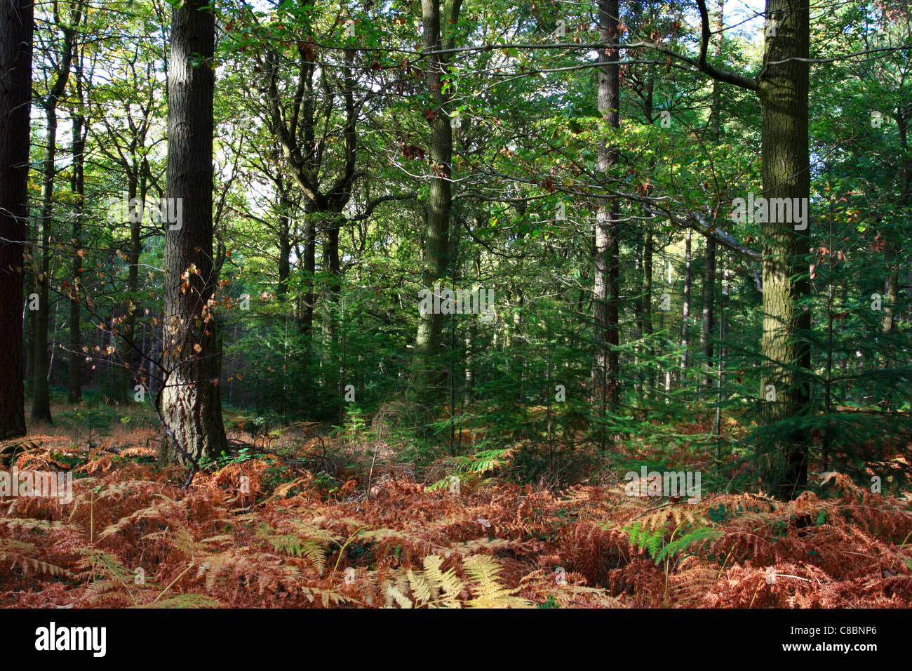 Ancient Woodland of the Wyre Forest, Worcestershire, England, Europe ...