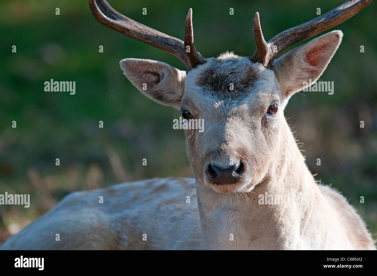 Male Fallow Deer (buck) in parkland, England, UK Stock Photo - Alamy