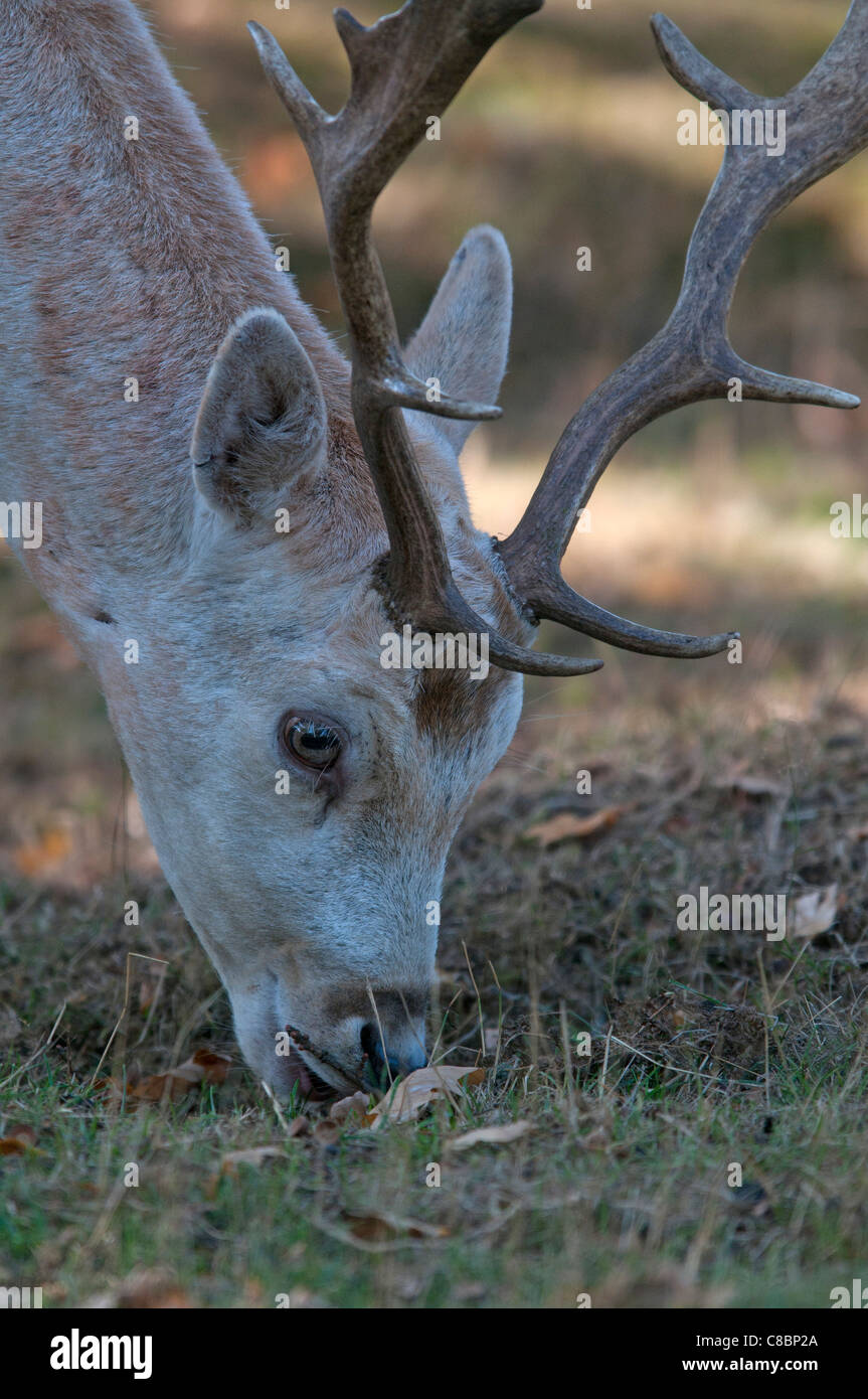 Male Fallow Deer (buck) in parkland, England, UK Stock Photo - Alamy