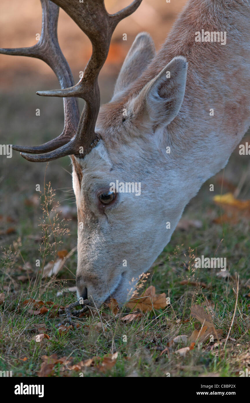 Male Fallow Deer (buck) in parkland, England, UK Stock Photo - Alamy