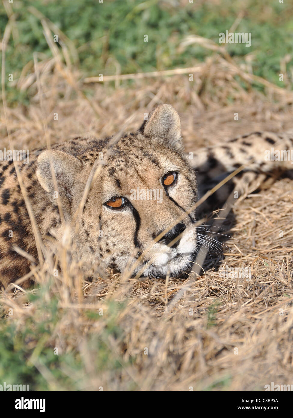 Mammal cheetah king hi-res stock photography and images - Alamy