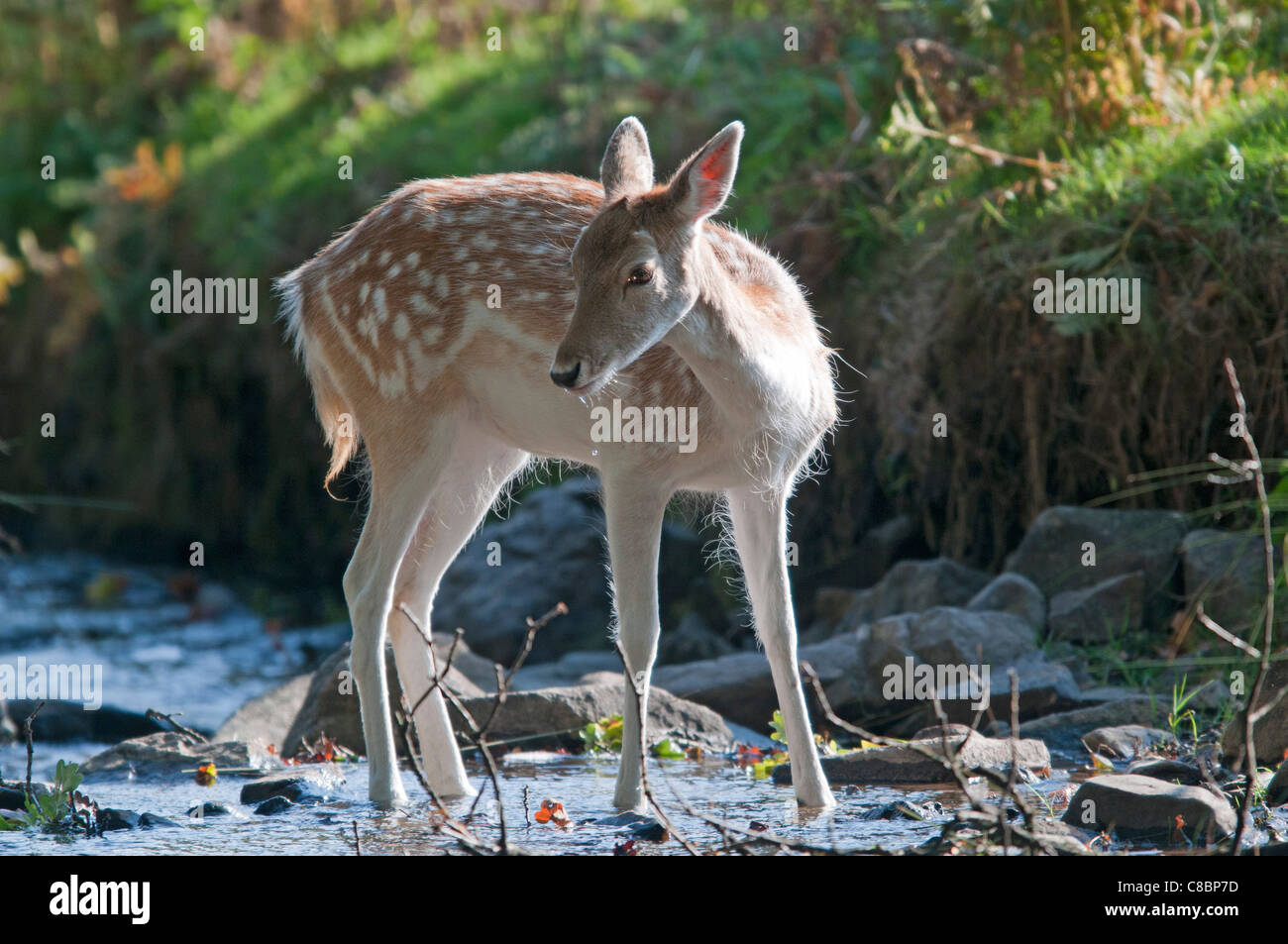 Deer drinking water in stream hi-res stock photography and images - Alamy
