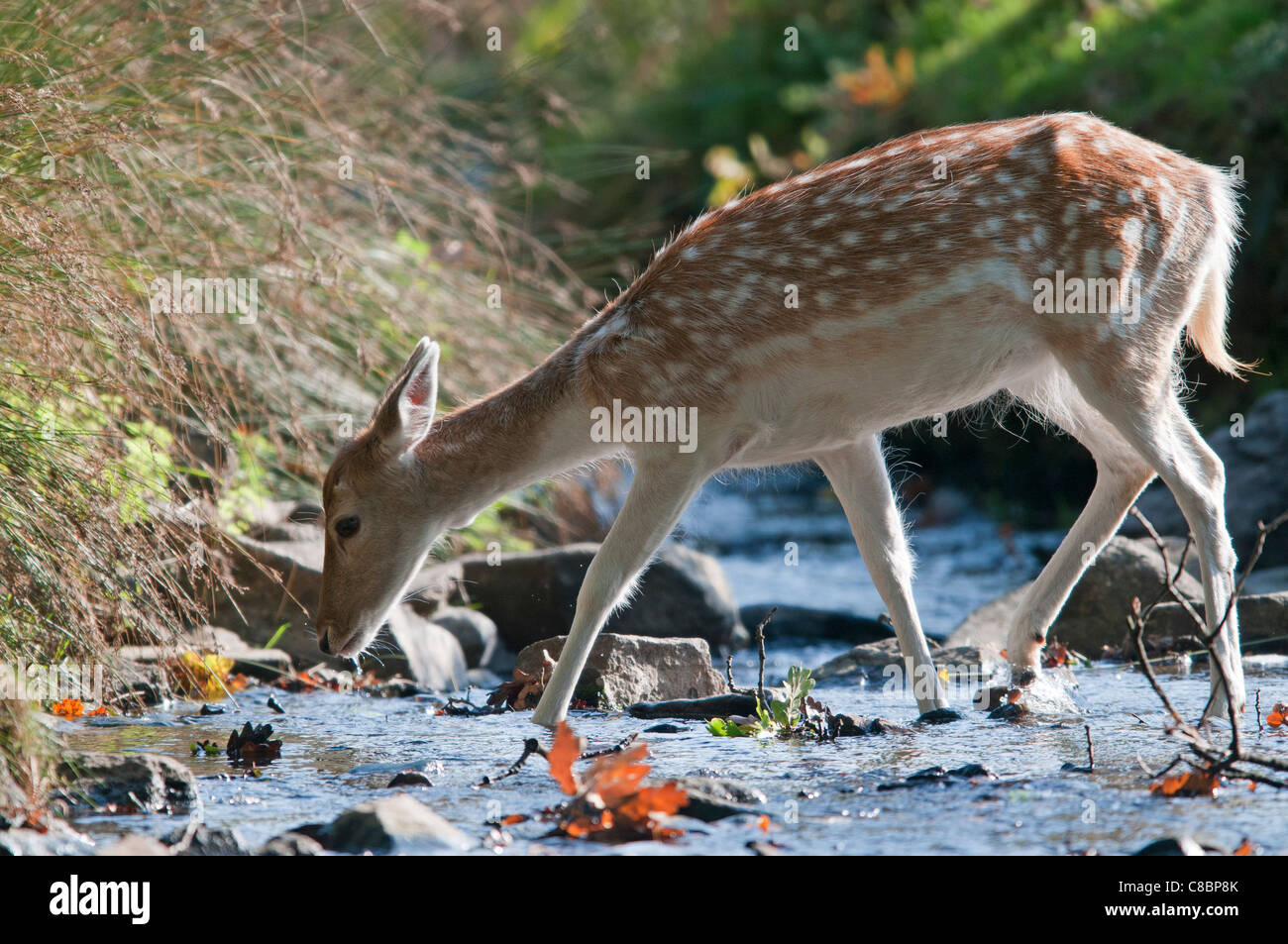 Deer drinking water in stream hi-res stock photography and images - Alamy