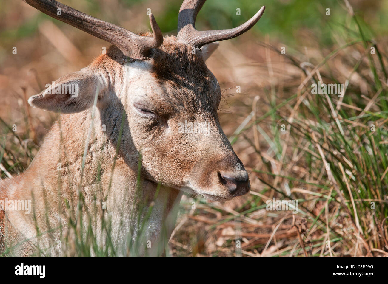 Male Fallow Deer (buck) in parkland, England, UK Stock Photo - Alamy