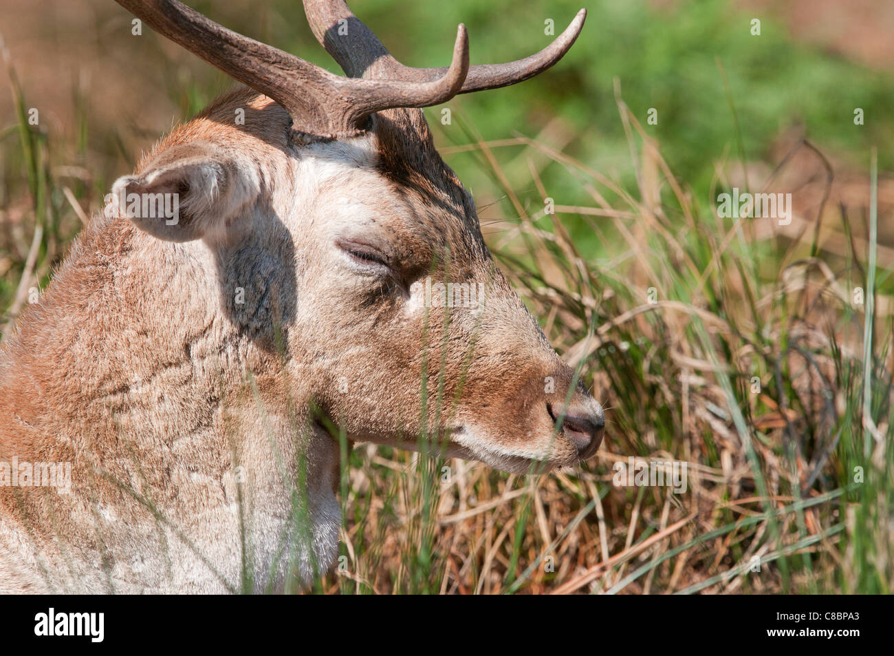 Male Fallow Deer (buck) in parkland, England, UK Stock Photo - Alamy