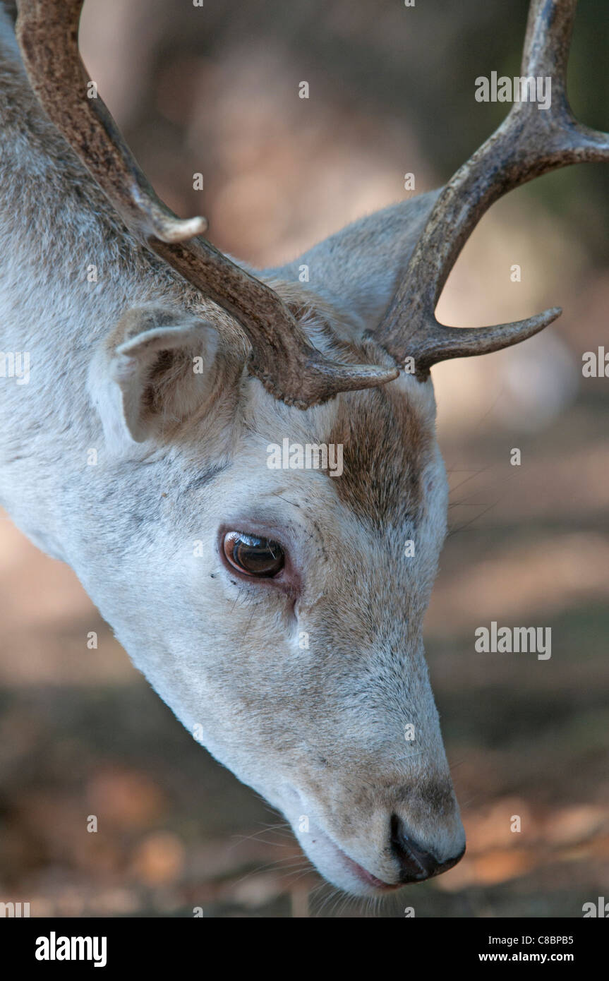 Male Fallow Deer (buck) in parkland, England, UK Stock Photo - Alamy