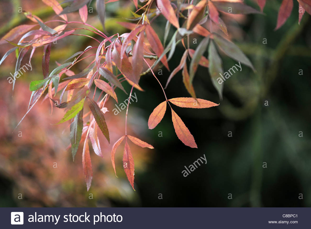 Raywood High Resolution Stock Photography and Images - Alamy