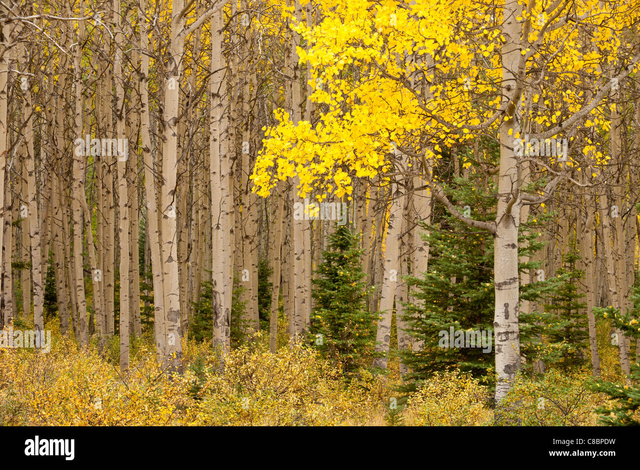 Golden aspen trees in alberta hi-res stock photography and images - Alamy