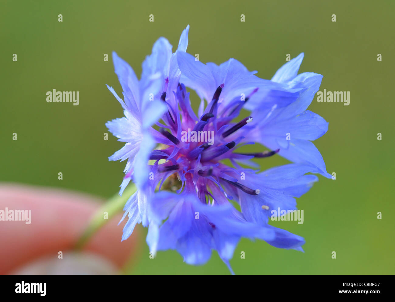 Wild cornflower hi-res stock photography and images - Alamy
